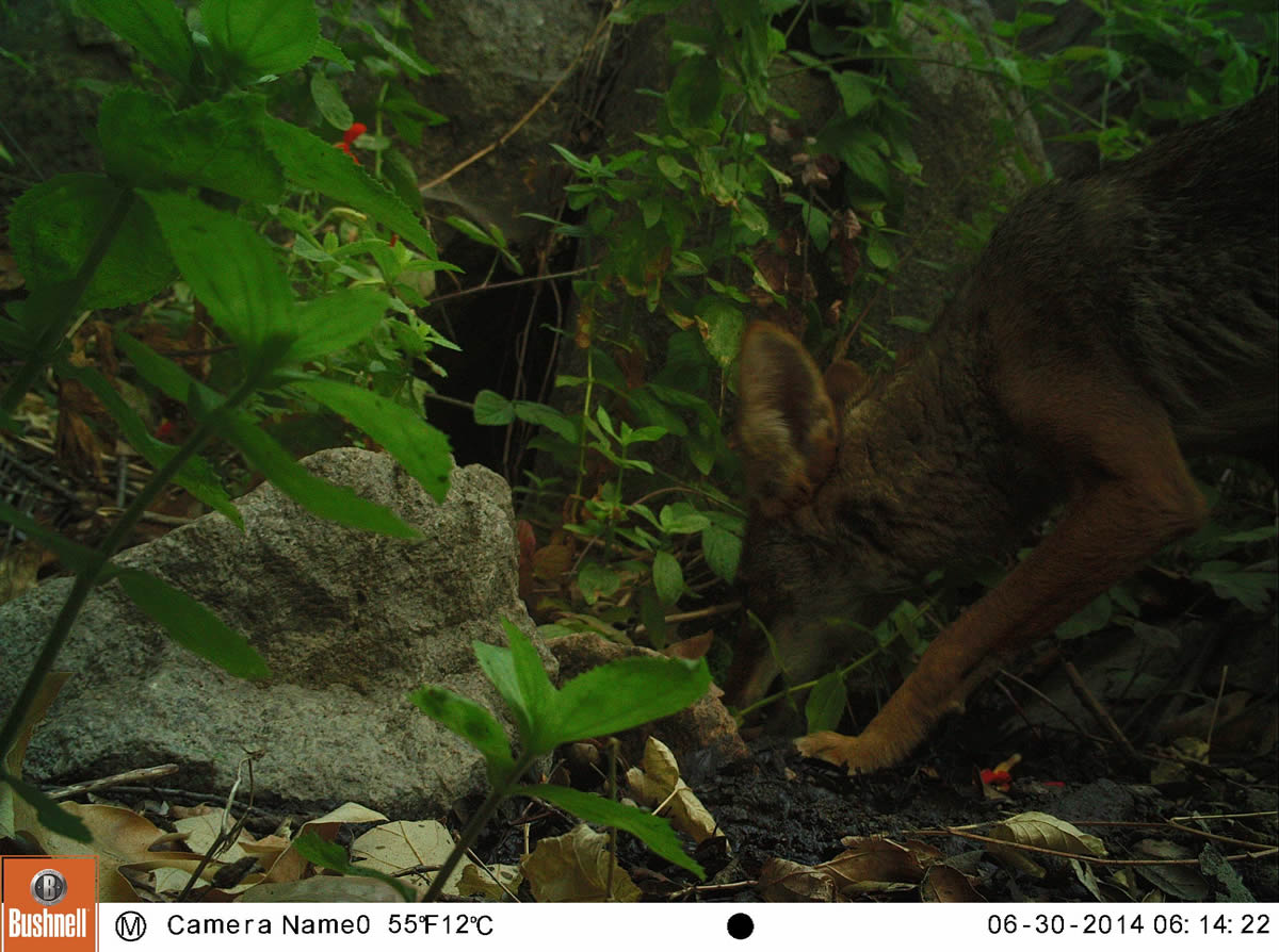 Coyotes